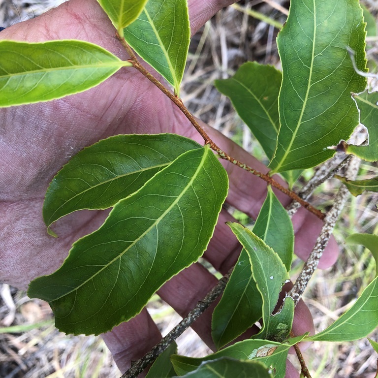 White Vine from Mount Whitestone QLD 4347, Australia on June 29, 2023 ...