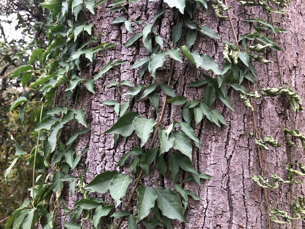 Catclaw vine from Mount Whitestone QLD 4347, Australia on June 29, 2023 ...
