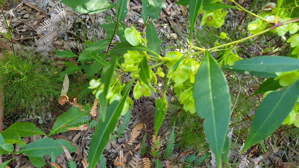 Common Hop Bush from Tinnanbar QLD 4650, Australia on June 21, 2023 at ...