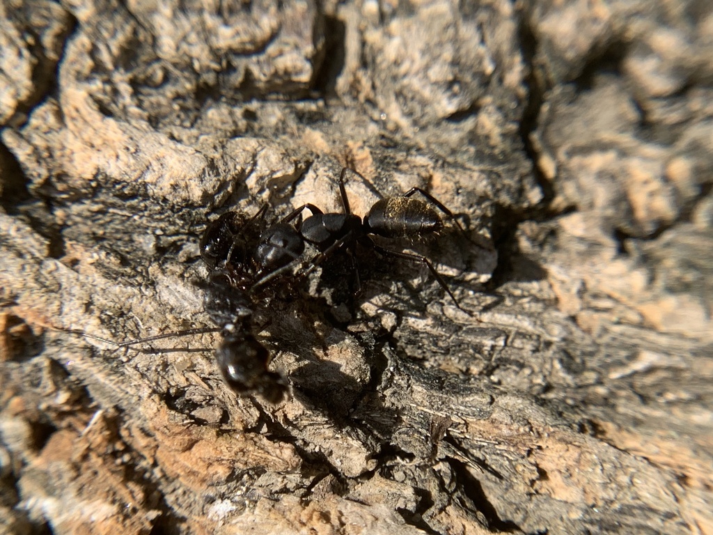 Japanese Carpenter Ant from 066 Country Road, Huangshan, Anhui, CN on ...