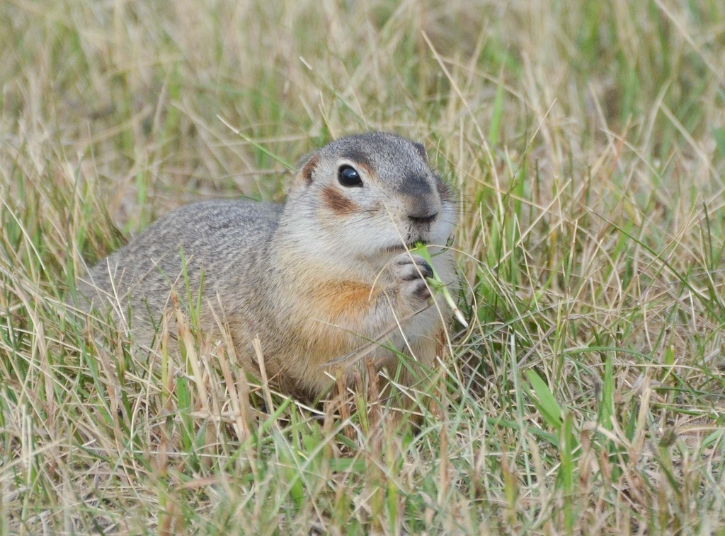 Red-cheeked Ground Squirrel from Новоалтайск, Алтайский край, Россия ...