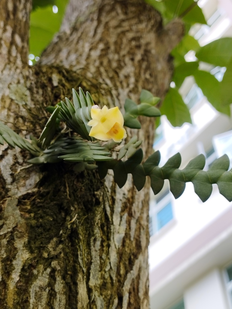 Dendrobium leonis from Bukit Batok, Singapore on July 1, 2023 at 02:20 ...