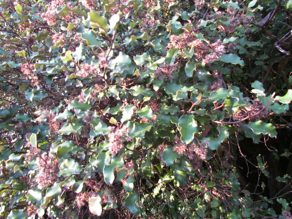 Akiraho from Paraparaumu, New Zealand on July 1, 2023 at 04:29 PM by ...