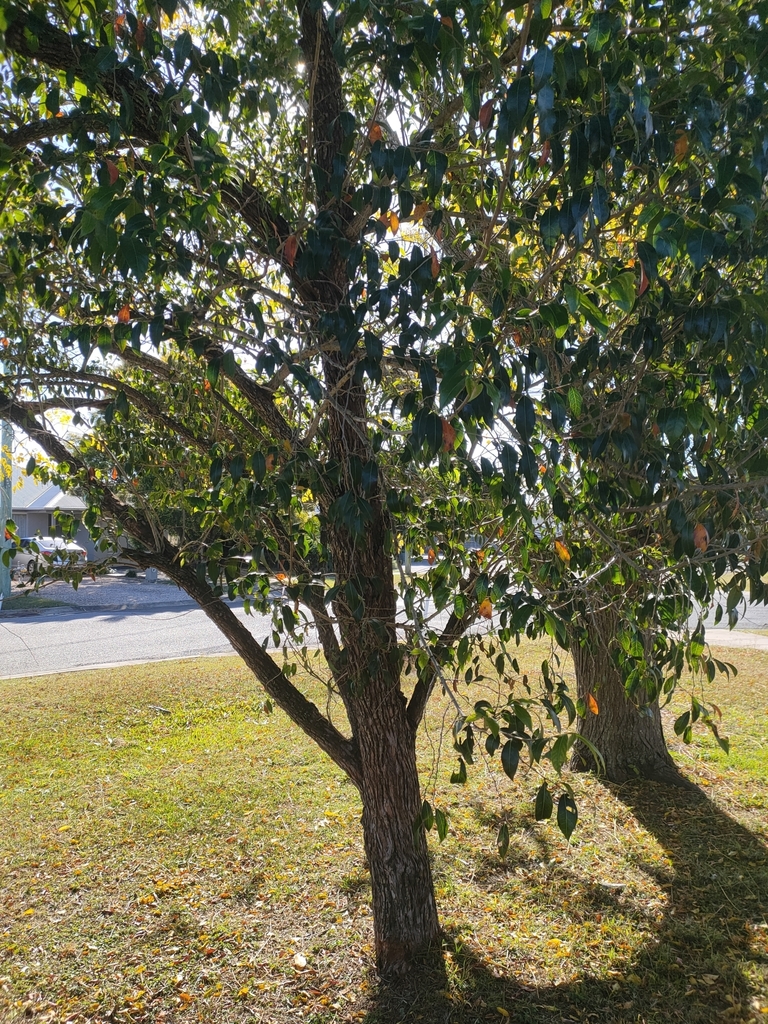 Cheese Tree from Lowood QLD 4311, Australia on June 10, 2023 at 01:54 ...