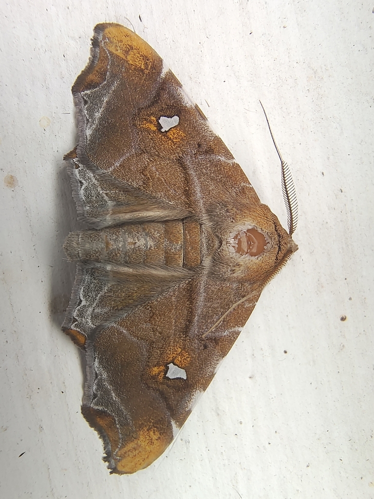 Spotted Episparis from Yichun, CN-JX, CN on June 29, 2023 at 05:28 PM ...