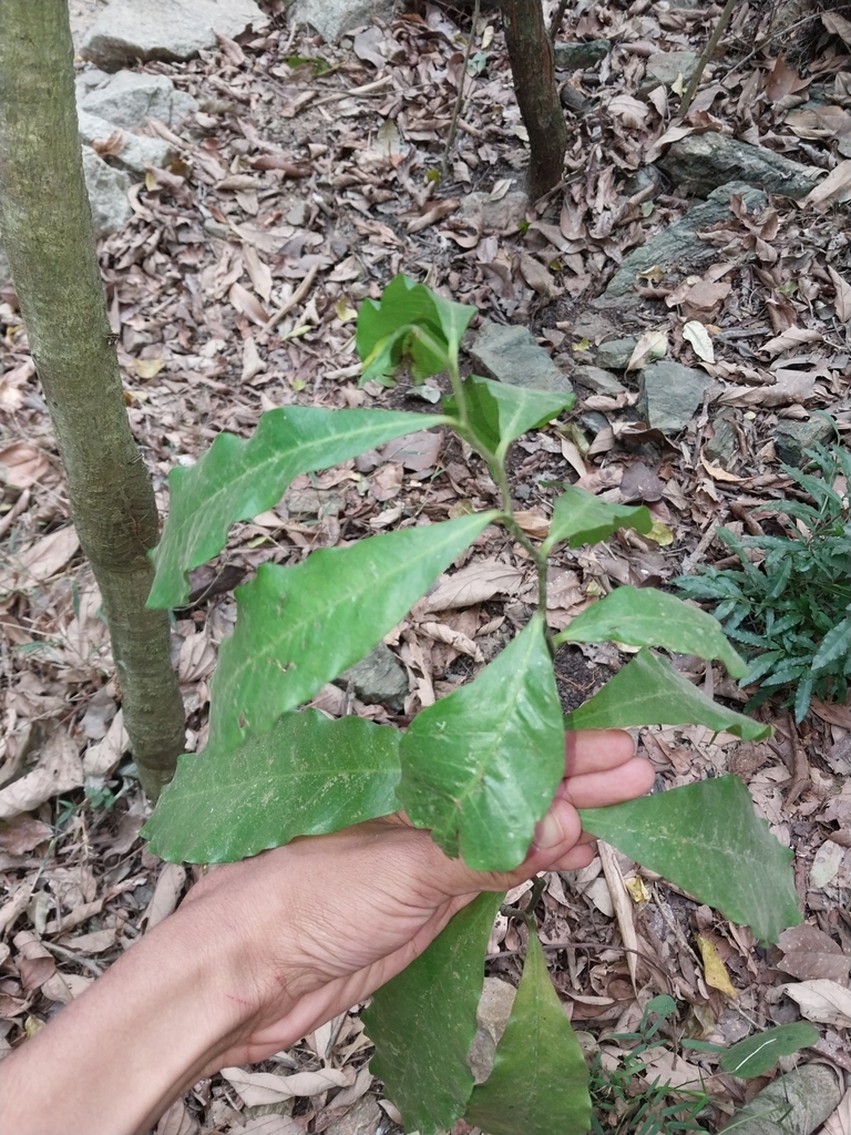 small bolwarra from Mount Coot-Tha on July 1, 2023 at 02:09 PM by aidan ...