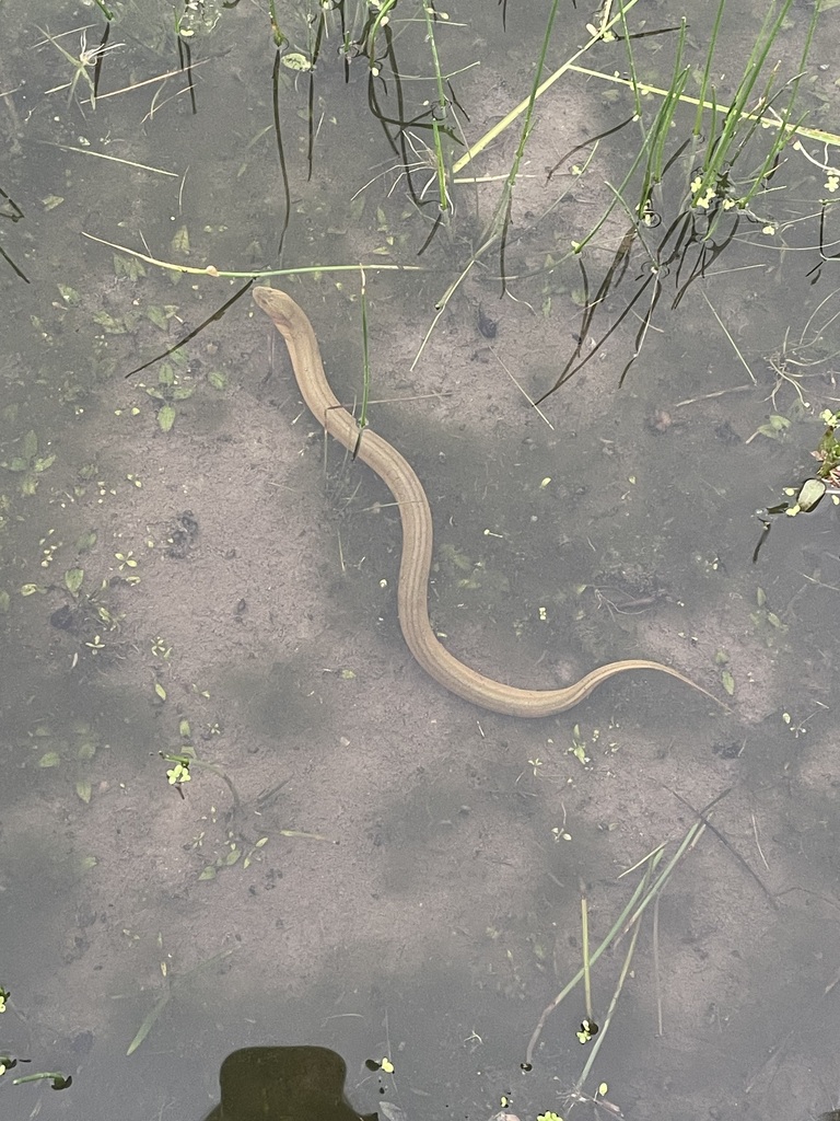 Asian swamp eel from Kyoto, Japan on July 1, 2023 at 06:52 PM by ...