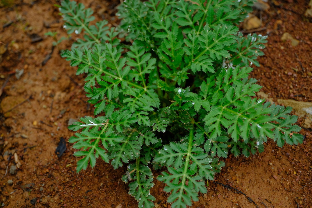 Lichtensteinia interrupta from b3 on June 28, 2023 at 03:24 PM by Nick ...