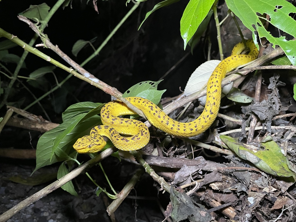 Philippine Pit Viper (Trimeresurus mcgregori) - Snakes and Lizards