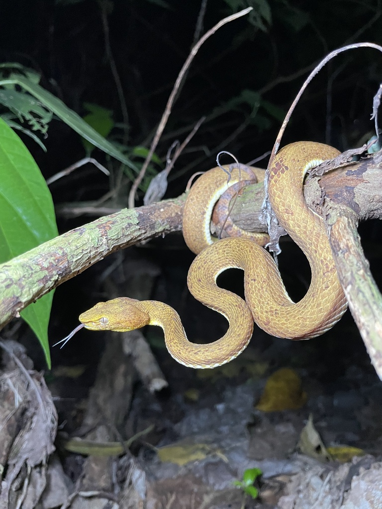 Philippine Pit Viper in June 2023 by alexericsonlee · iNaturalist