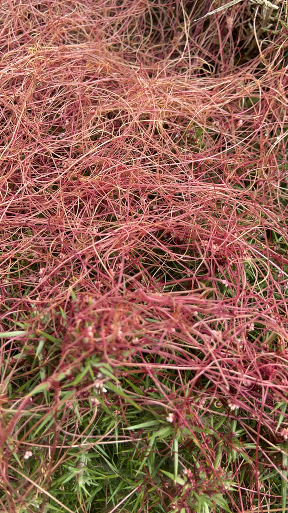 Clover Dodder from Truro on July 1, 2023 at 11:10 AM by patbrechin ...