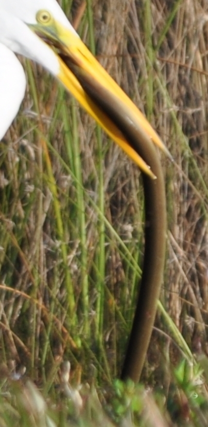 Swamp Eels (Synbranchiformes) - Marine Life Identification