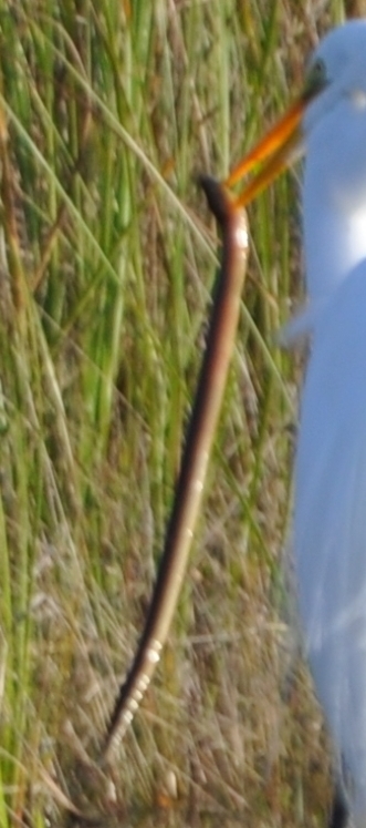 Swamp Eels (Synbranchidae) - Marine Life Identification