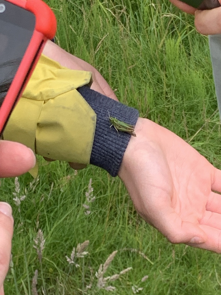 Common Green Grasshopper from Tytler Ct, Edinburgh, Scotland, GB on ...