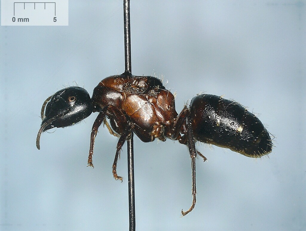 New York Carpenter Ant from Saint-Élie-d'Orford, Sherbrooke, QC, Canada ...
