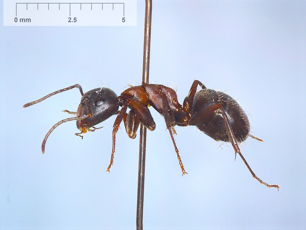 New York Carpenter Ant from Laval, QC, Canada on June 12, 1995 by Jean ...