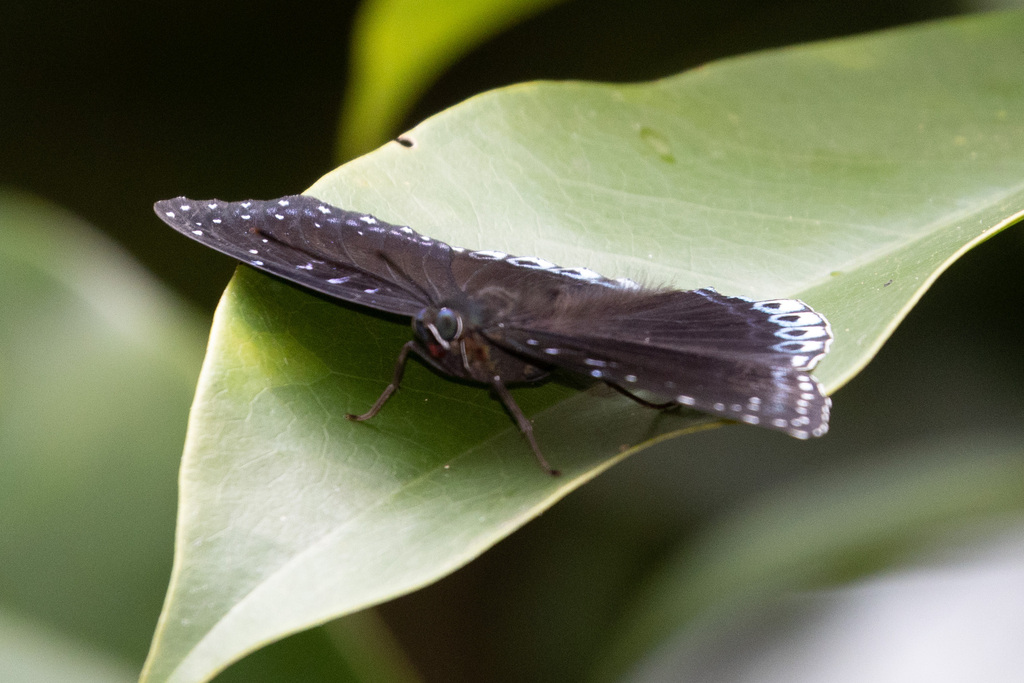 Popinjay from Ba Vì, Hanoi, Vietnam on June 22, 2023 at 11:26 AM by ...