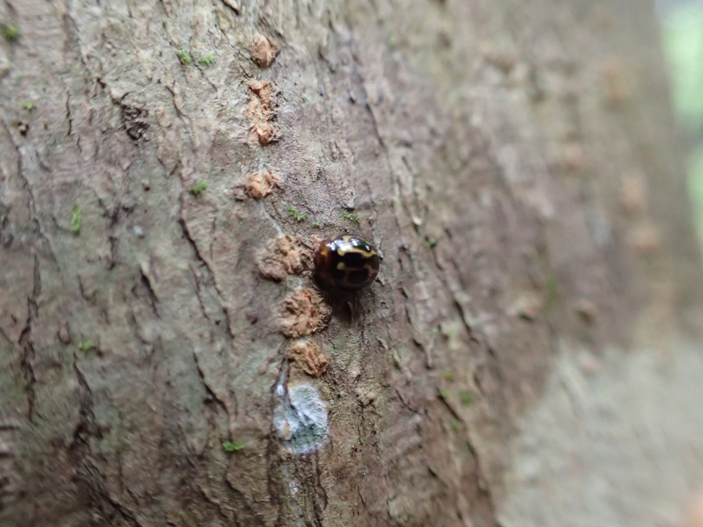 Derispia in June 2023 by hakkahamushi · iNaturalist