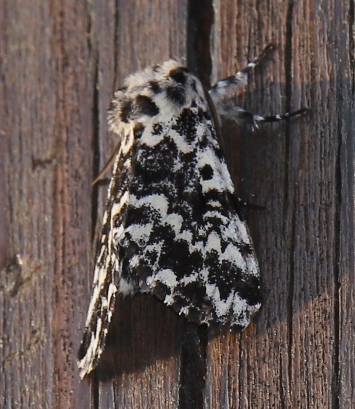 Pine Arches Moth from 38039 Tamion, Autonomous Province of Trento ...