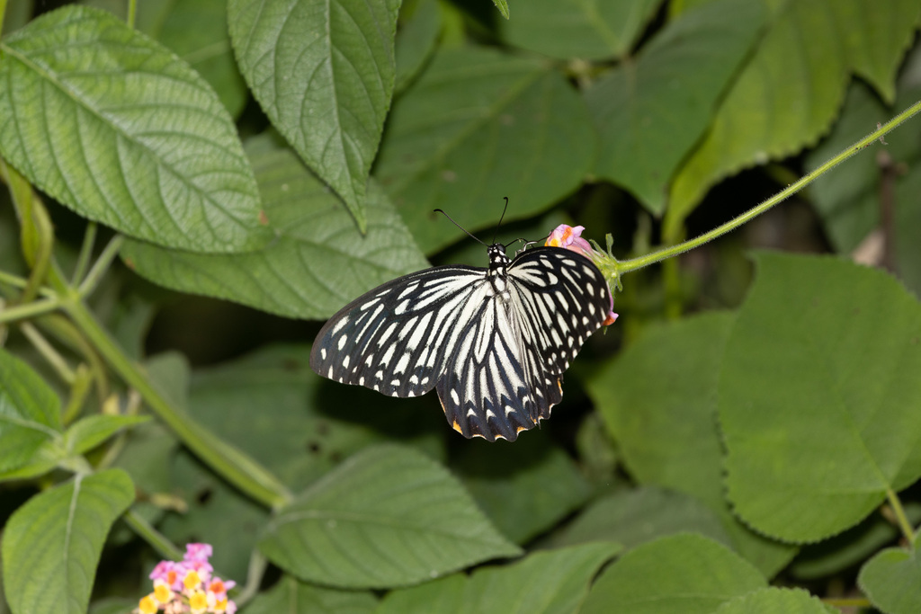 Common Mime Swallowtail from Ba Vi, Ba Vi, Hà Nội, Vietnam on June 23 ...