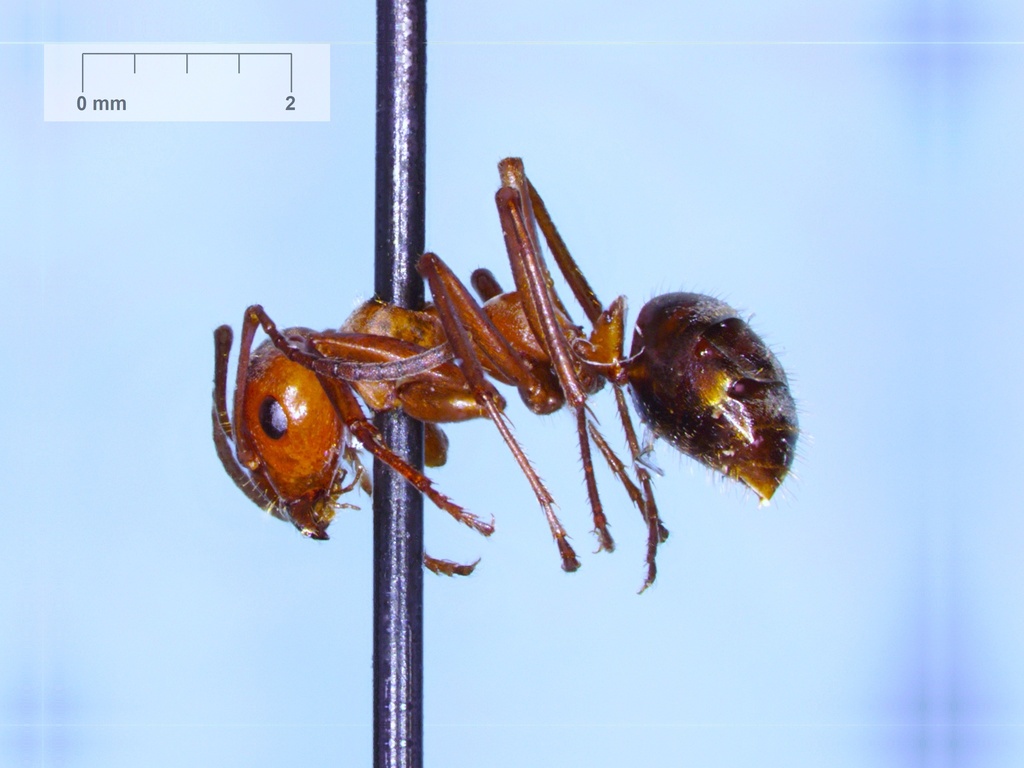 Slave-raider Field Ants from Windsor, QC, Canada on August 10, 2015 by ...