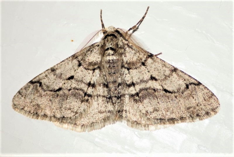 Half-wing Moth from Schuyler County, NY, USA on February 23, 2017 at 08 ...