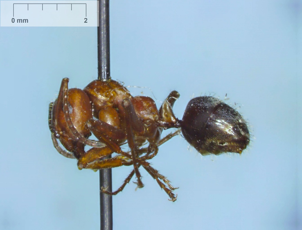 Slave-raider Field Ants from Val-Joli, QC, Canada on July 22, 2015 by ...