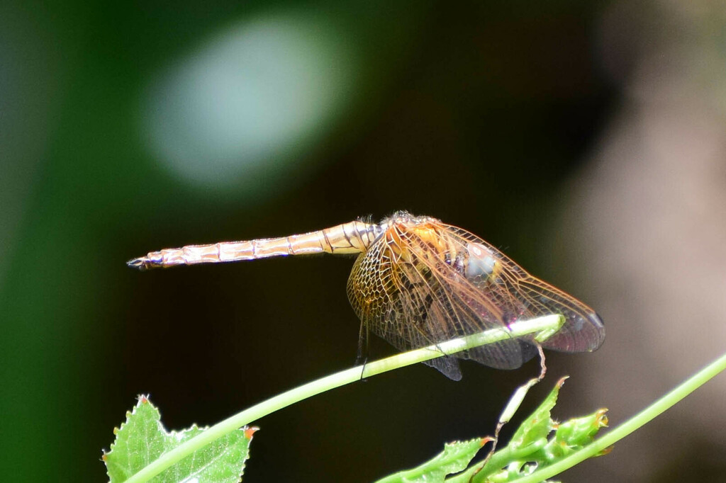 Crimson Dropwing in July 2023 by alenalex · iNaturalist