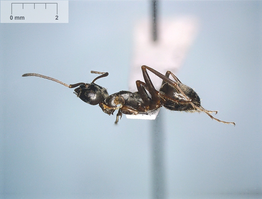 Wood, Mound, and Field Ants from Granby, QC, Canada on October 5, 2013 ...