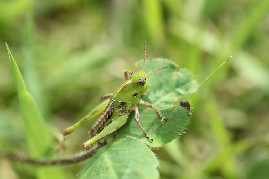 Oedaleus infernalis from 浄瑠璃緑地 on June 24, 2023 at 07:43 AM by 登坂久雄 ...