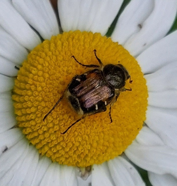 Bee-like Flower Scarabs from Buncombe County, NC, USA on June 18, 2023 ...