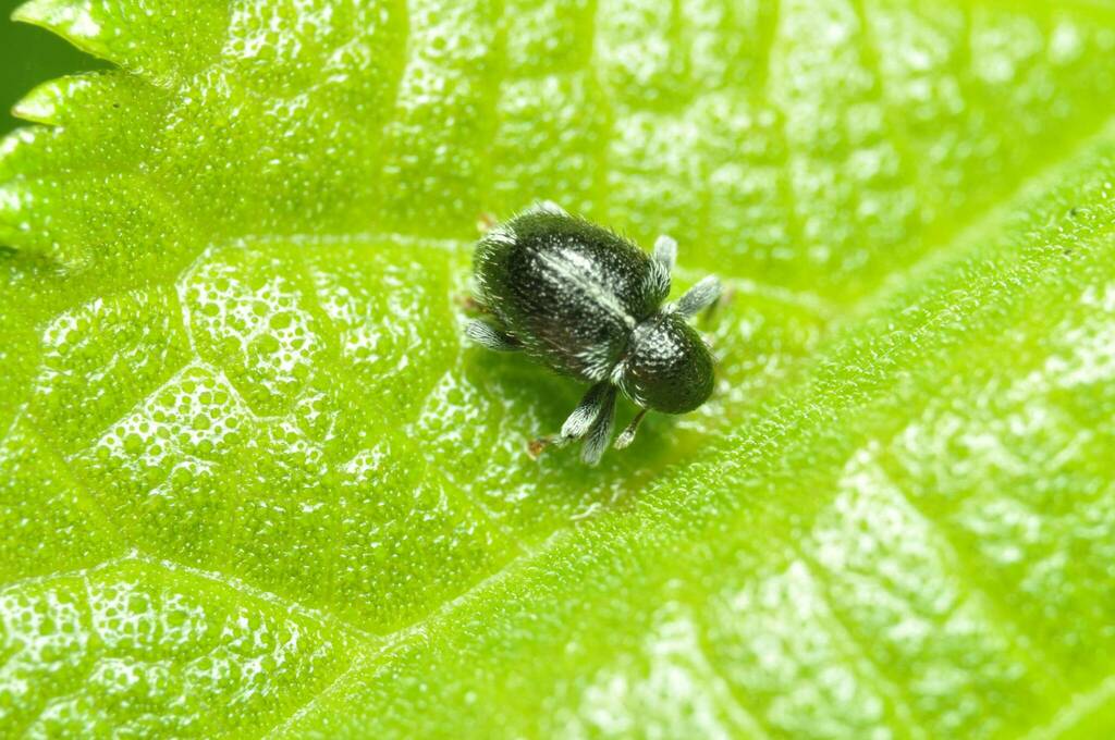 Demimaea mori from 長池公園 on June 24, 2023 at 10:17 AM by 登坂久雄. クワササラゾウムシ ...