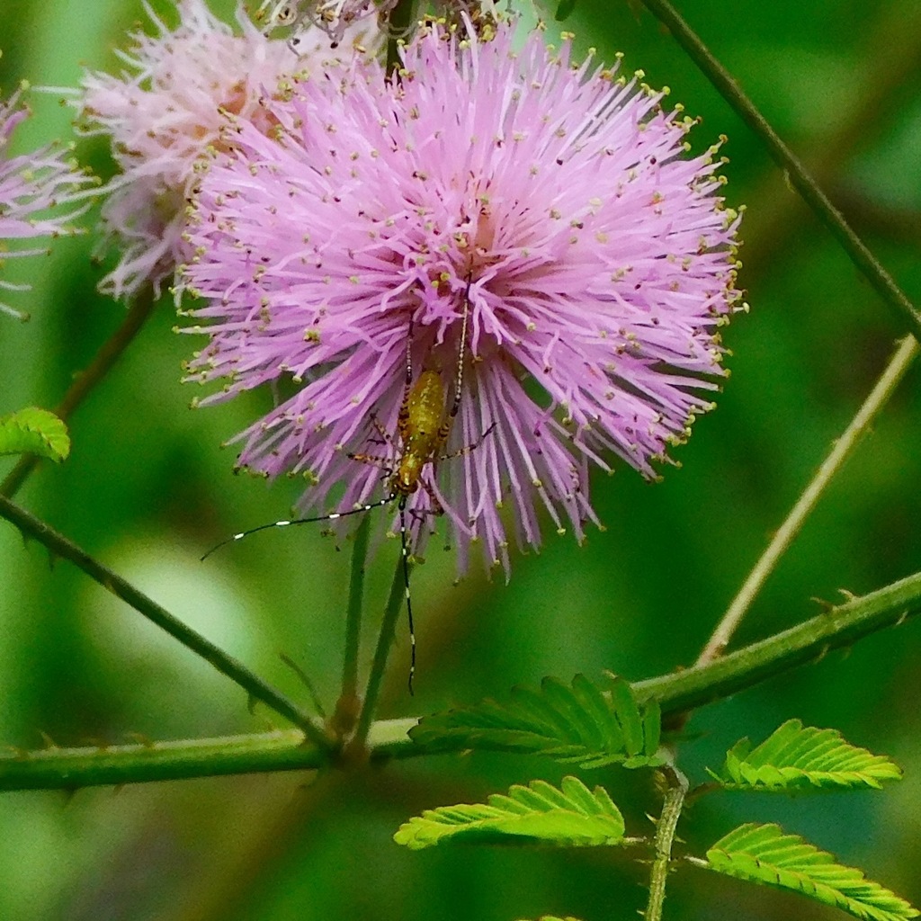 Fork-tailed Bush Katydid in June 2023 by mjpapay. On *Mimosa ...