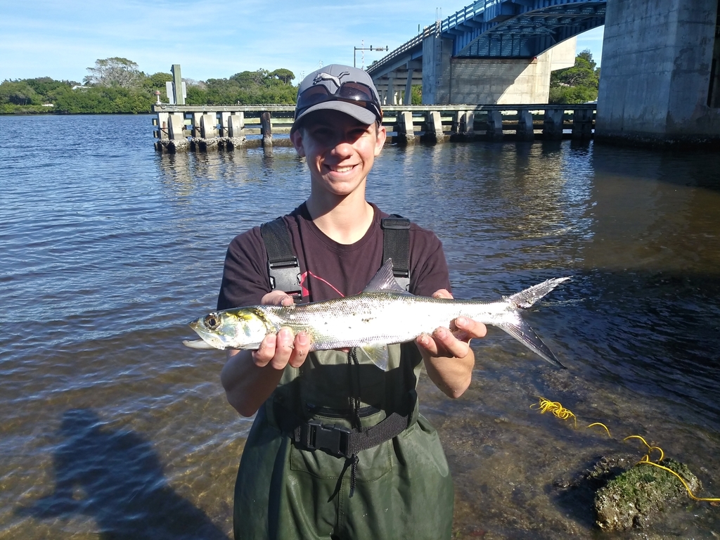 Ladyfish from 2070 Manasota Beach Rd, Englewood, FL 34223, États-Unis ...