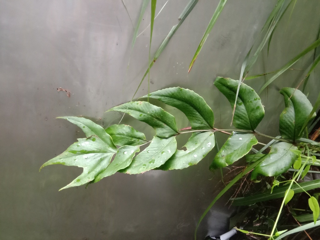 Fish-Tail Holly Fern in August 2022 by Zin Wei · iNaturalist