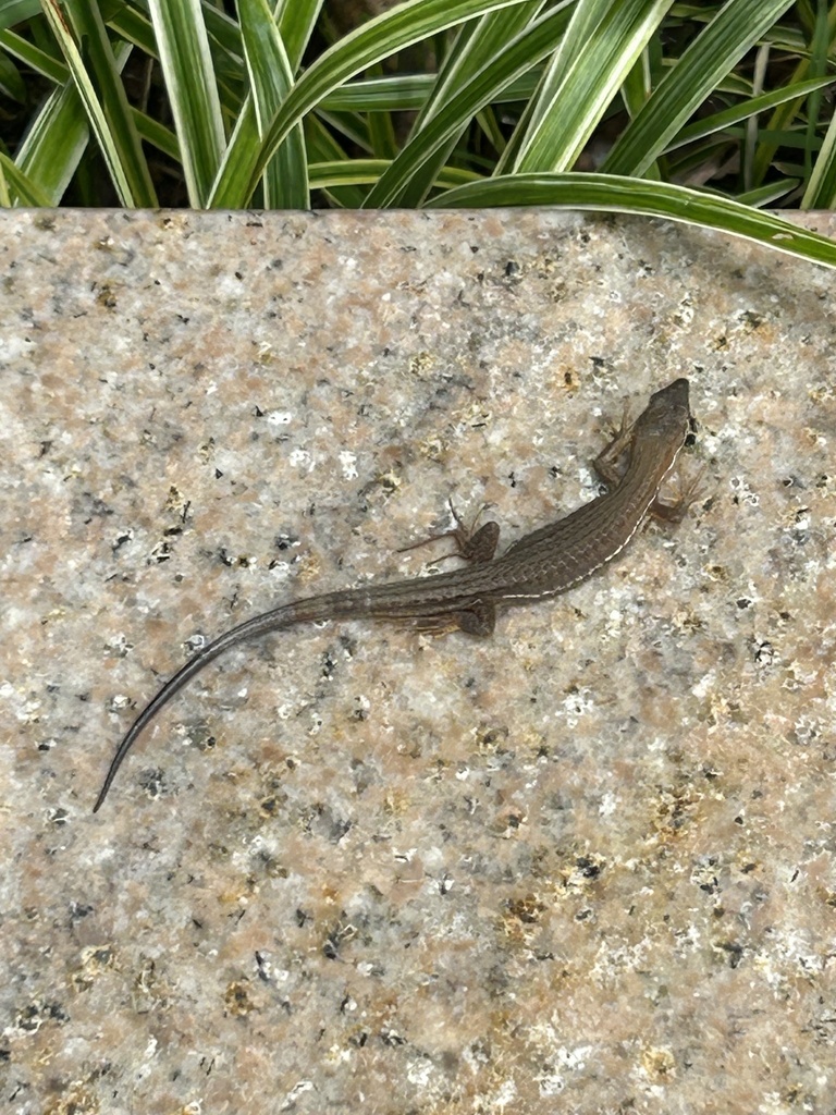 Japanese Grass Lizard from Ai Chikyuhaku Kinen Park, Nagakute, Aichi ...