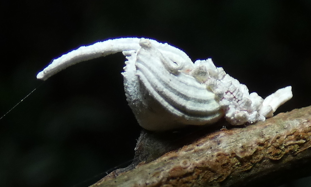 Giant Scale Insects from Zona rural de Paudalho - Pernambuco on June 24 ...