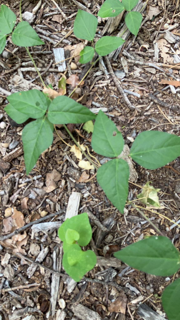 trailing fuzzy-bean from Arlington on July 1, 2023 at 07:46 AM by ...