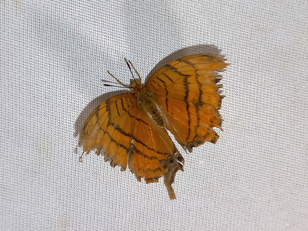 Caribbean Daggerwing from Oviedo, République dominicaine on June 13 ...