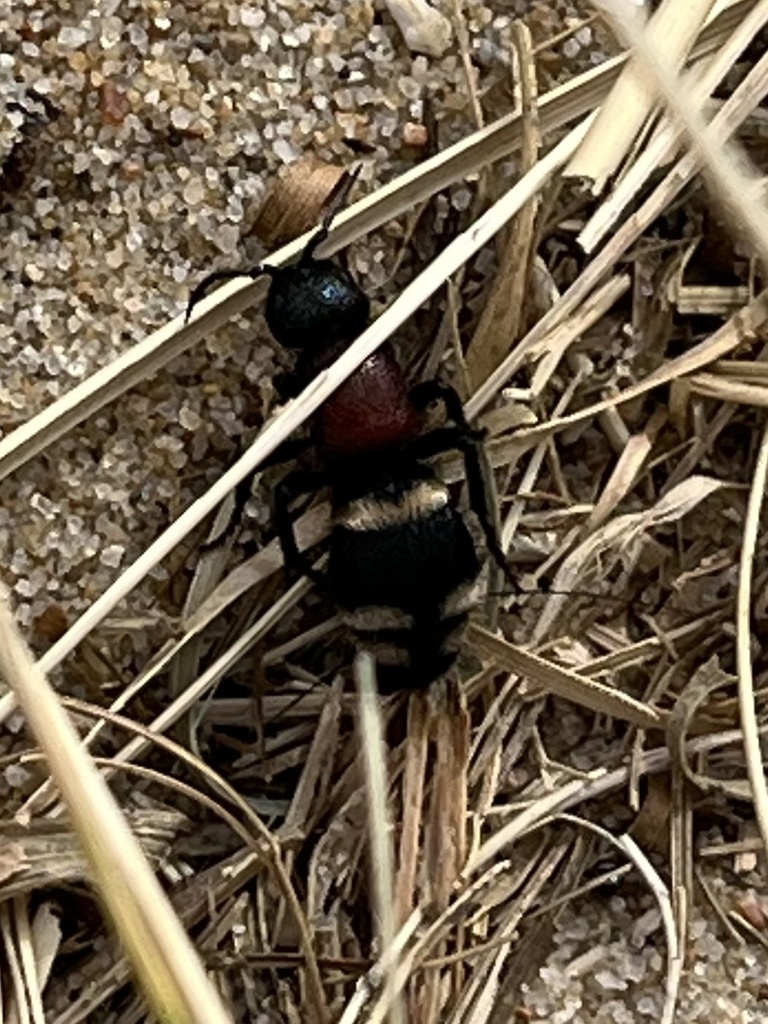 Large Velvet Ant from Southbourne, Bournemouth, England, GB on June 30 ...