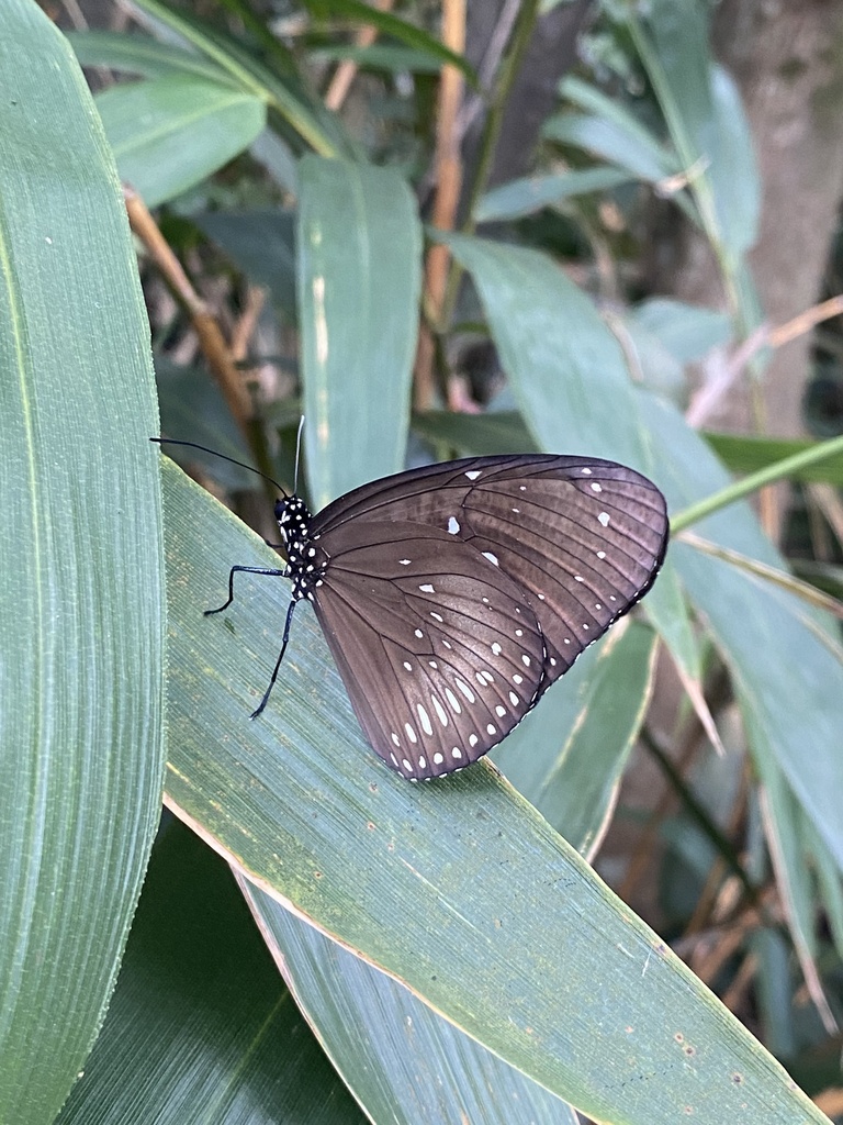 Blue-spotted Crow Butterfly from 龙虎山郊野公园, 山顶, 香港, HK on June 25, 2023 ...