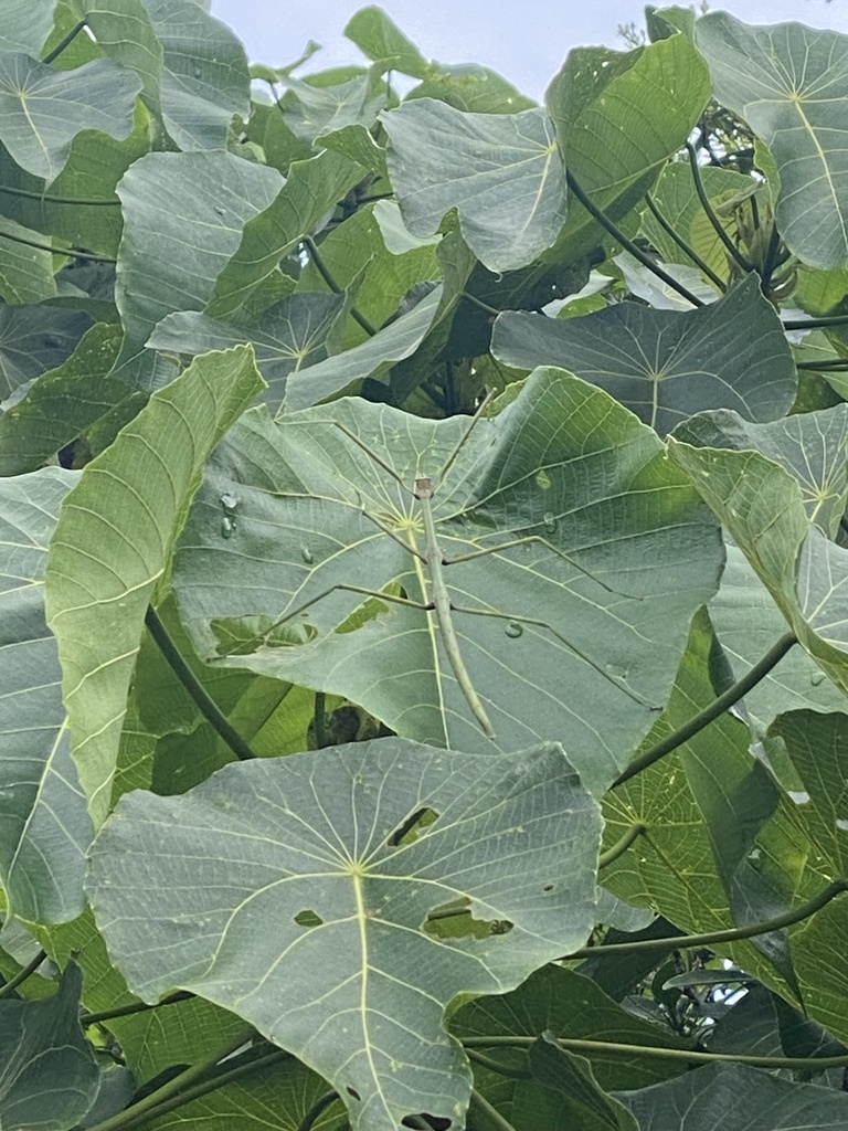 Ramulus rotundus from 薄扶林郊野公园, 山顶, 香港, HK on July 1, 2023 at 04:44 PM ...
