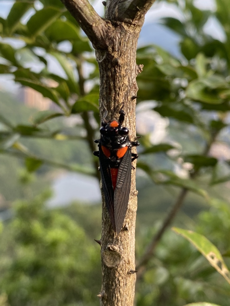 Black and scarlet cicada from 薄扶林郊野公园, 薄扶林, 香港, HK on July 1, 2023 at ...