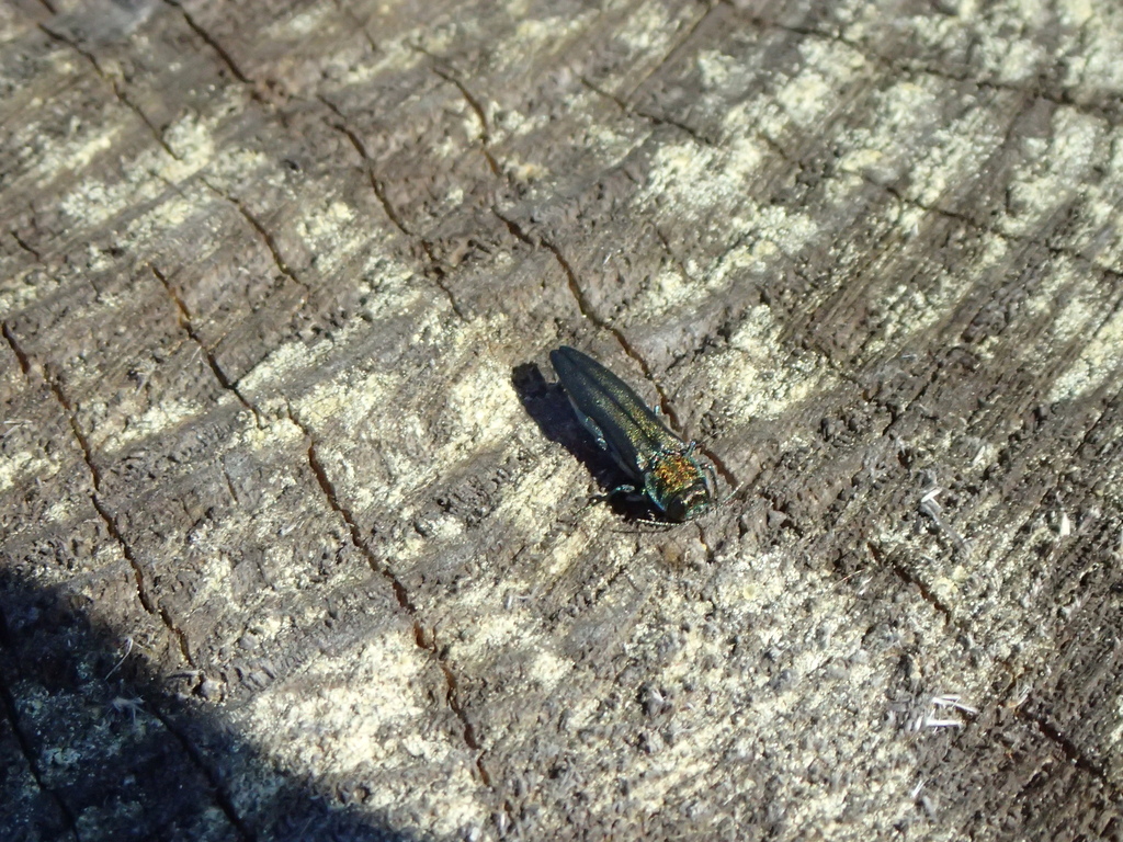Agrilus cyaneoniger in June 2023 by renshuchu · iNaturalist