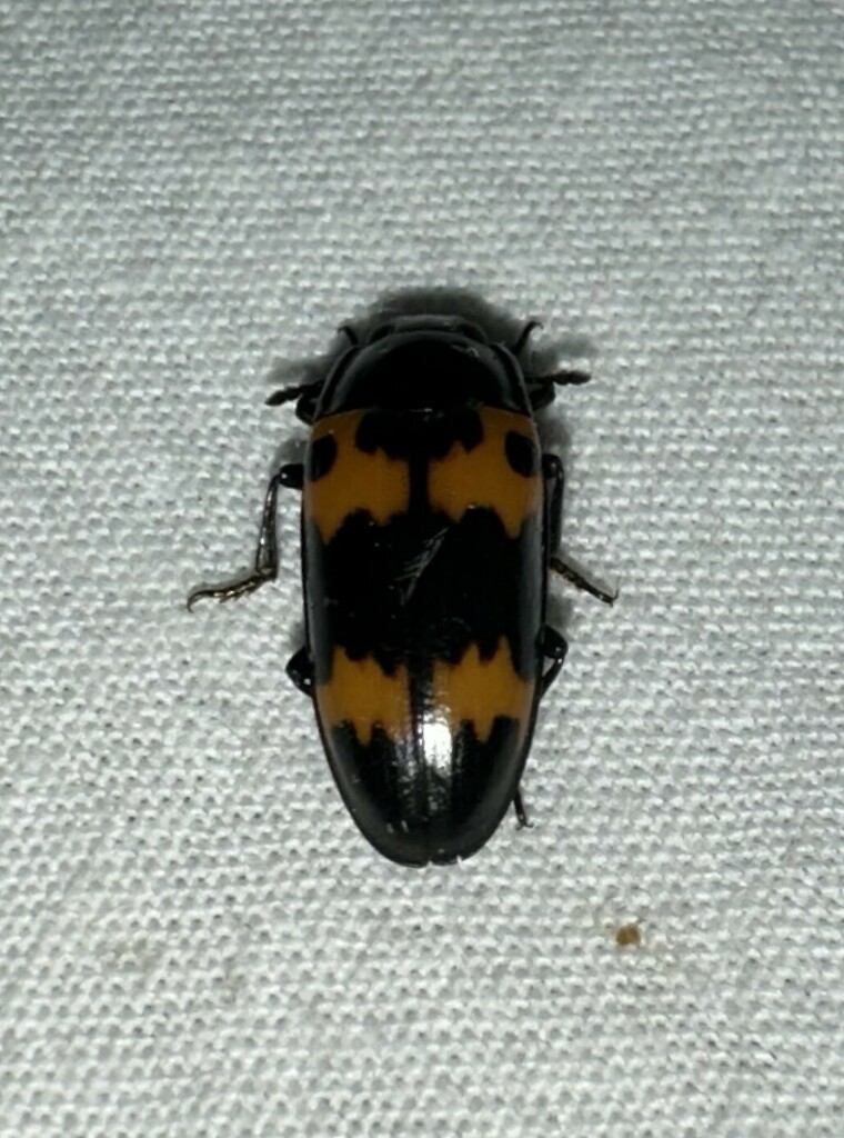 Red-banded Fungus Beetle from Along Ijams Branch, off of Co. Rd. 275 ...