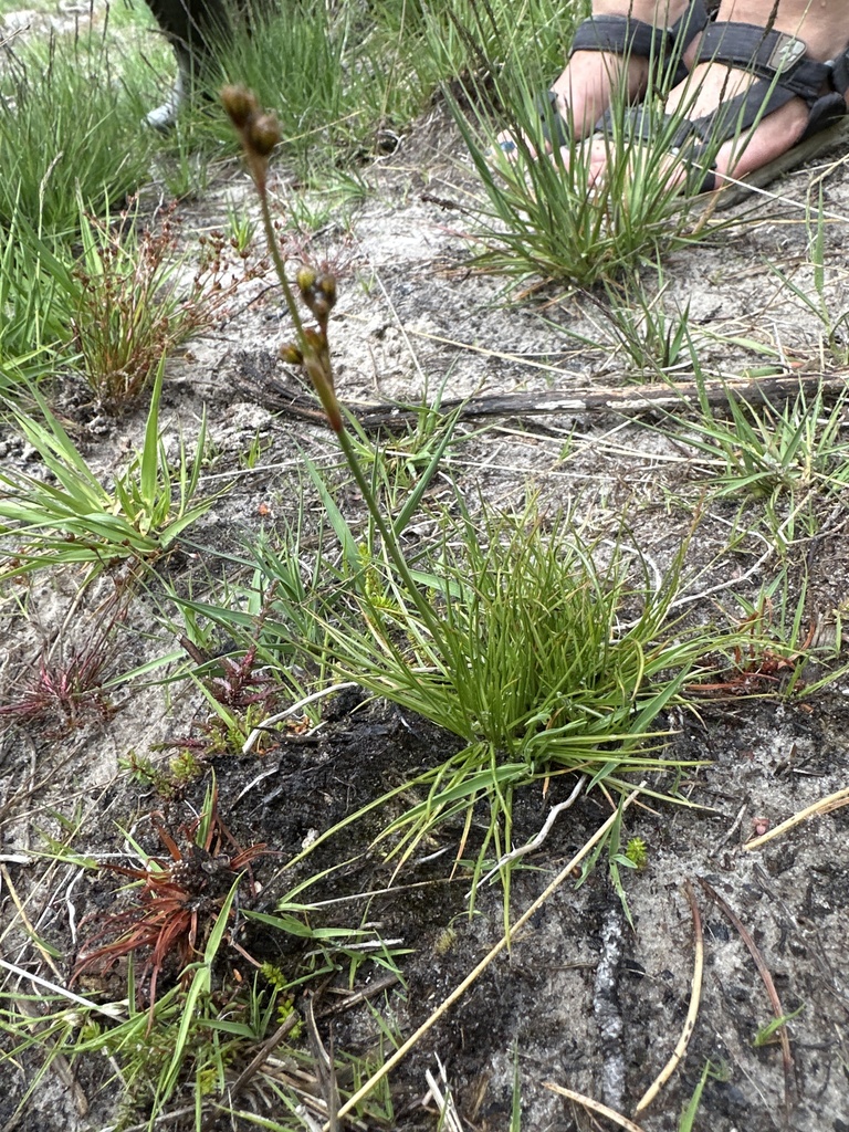 heath rush from Nordfriesland, DE-SH, DE on July 1, 2023 at 02:47 PM by ...