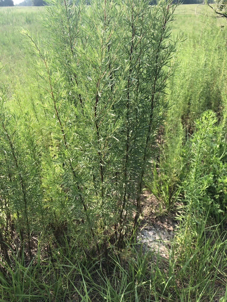 Coastal Dog Fennel from NW 31st Ave, Bell, FL, US on July 1, 2023 at 09 ...
