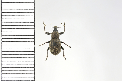 Observations by violet-flame · iNaturalist