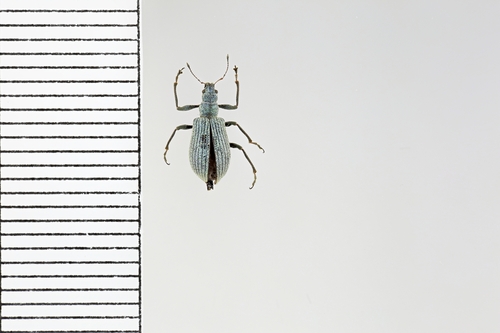 Observations by violet-flame · iNaturalist