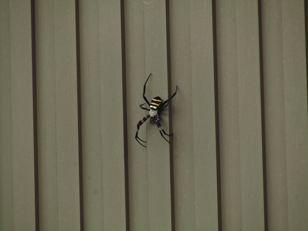 Kogane-gumo Spider from Monobe, Nankoku, Kochi 783-0093, Japan on June ...